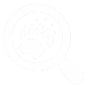 Scratch Marks – Badger watch